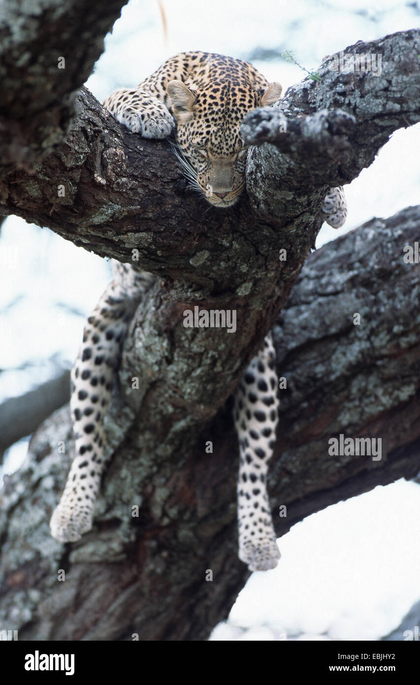 Sleeping Leopard Panthera Pardus On Stockfotos & Sleeping Leopard ...
