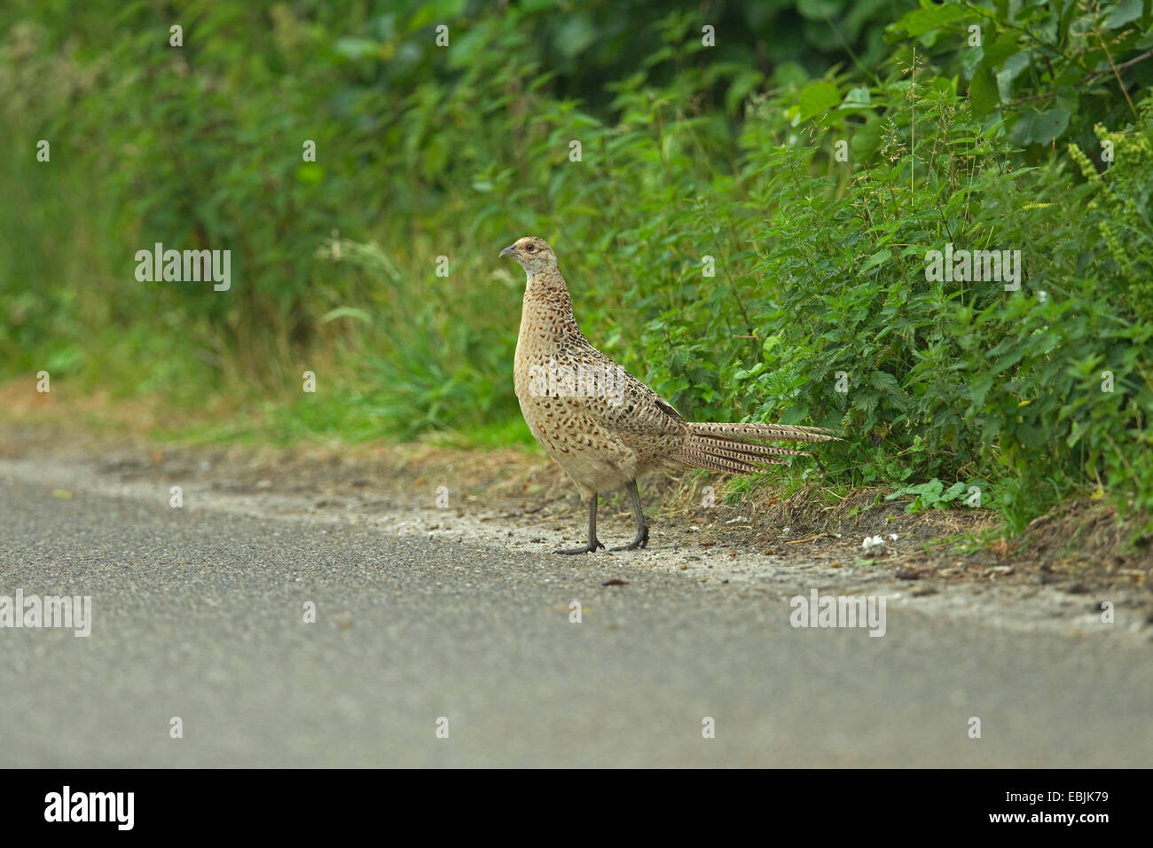 Caucasus pheasants -Fotos und -Bildmaterial in hoher Auflösung – Alamy