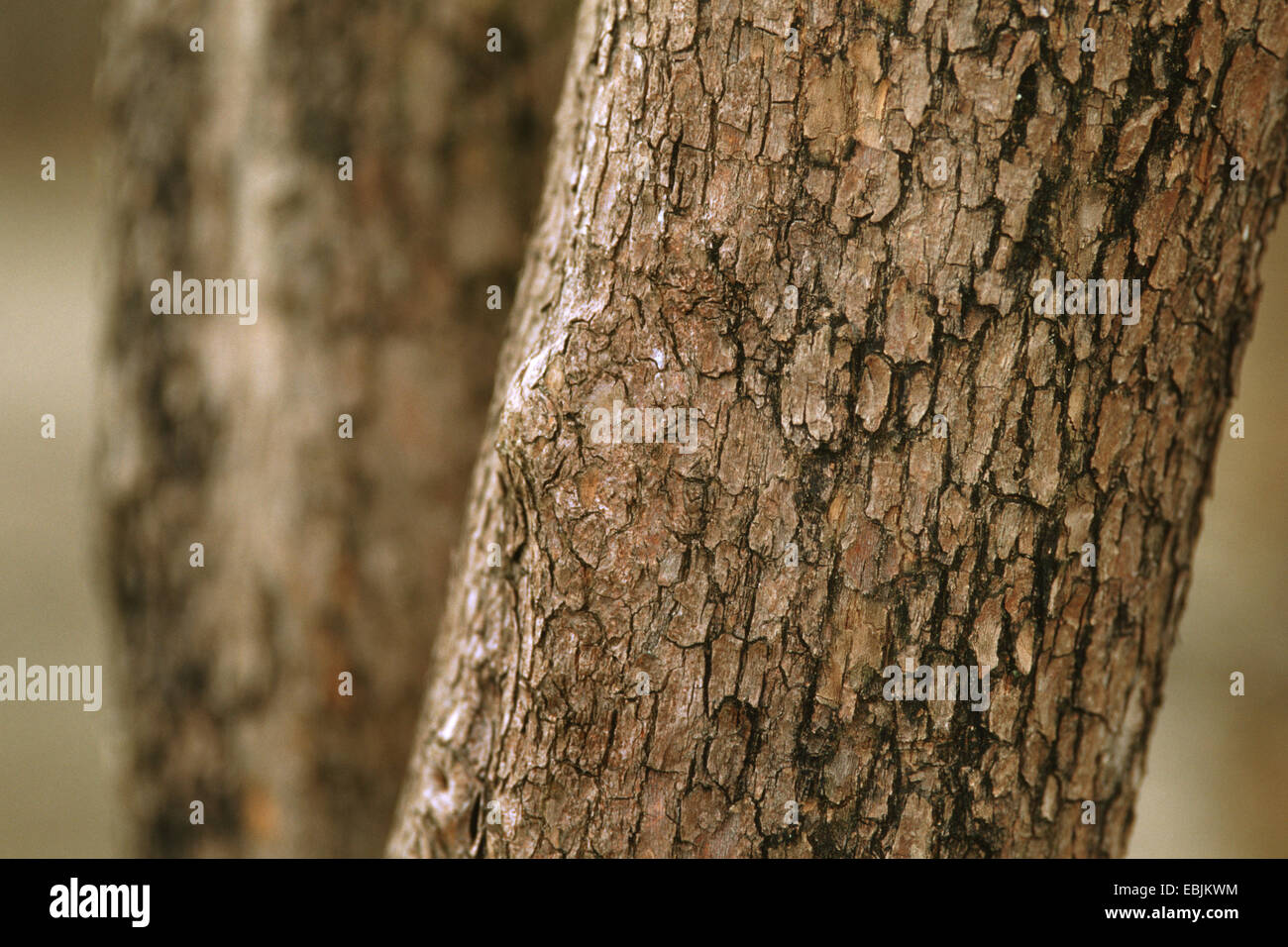 Kirschholz Kornelkirsche (Cornus Mas), Rinde, Deutschland ...