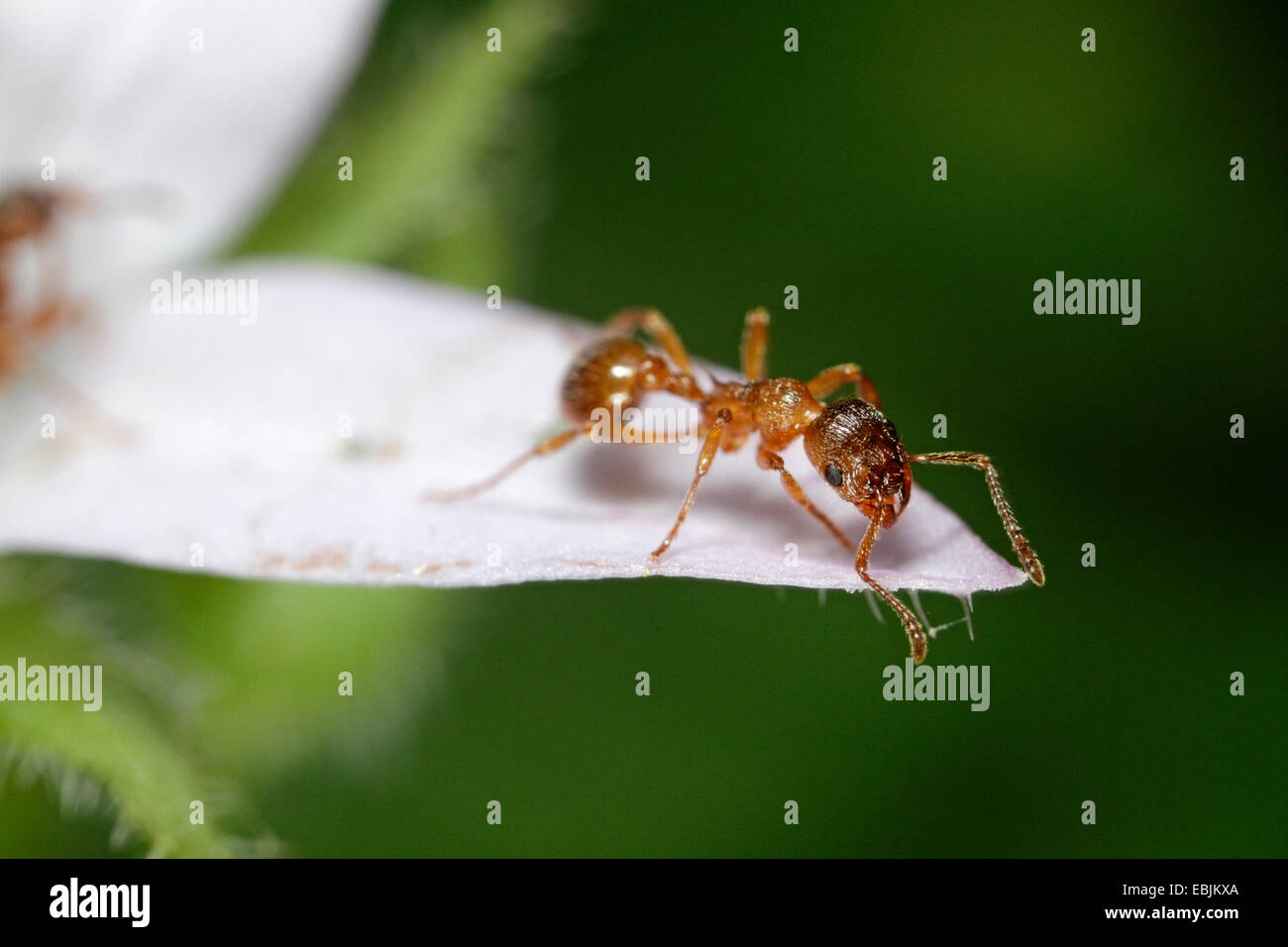 Rote myrmicine ameisen myrmica spec -Fotos und -Bildmaterial in hoher ...