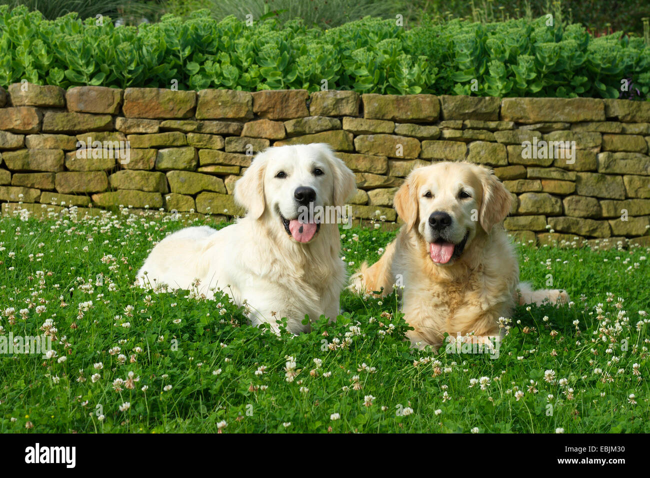 Two golden retriever dogs in -Fotos und -Bildmaterial in hoher ...