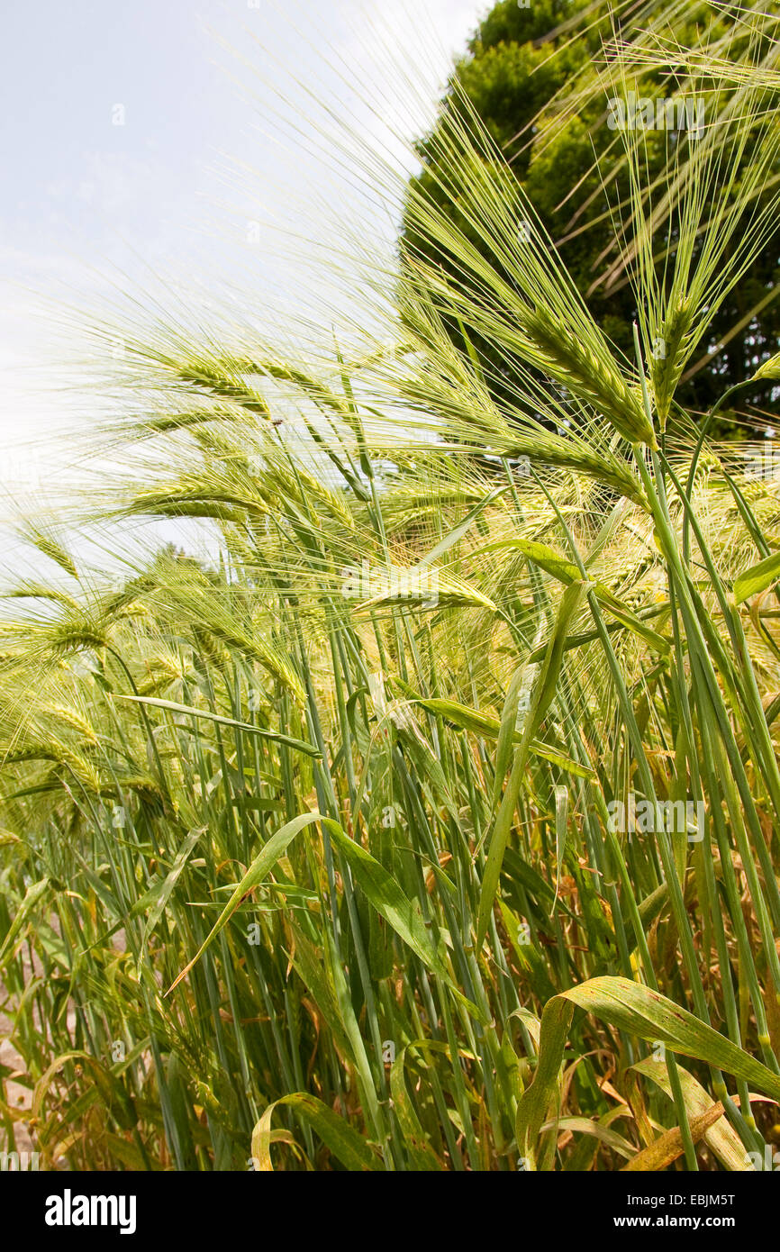 Gersten anbau -Fotos und -Bildmaterial in hoher Auflösung – Alamy