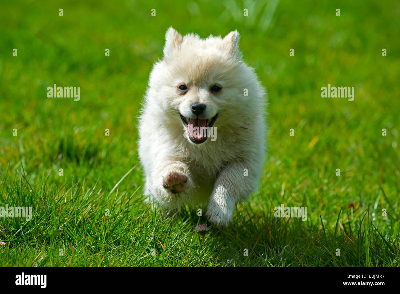 Haushund (Canis Lupus F. Familiaris), Welpen Runnig auf einer Wiese ...