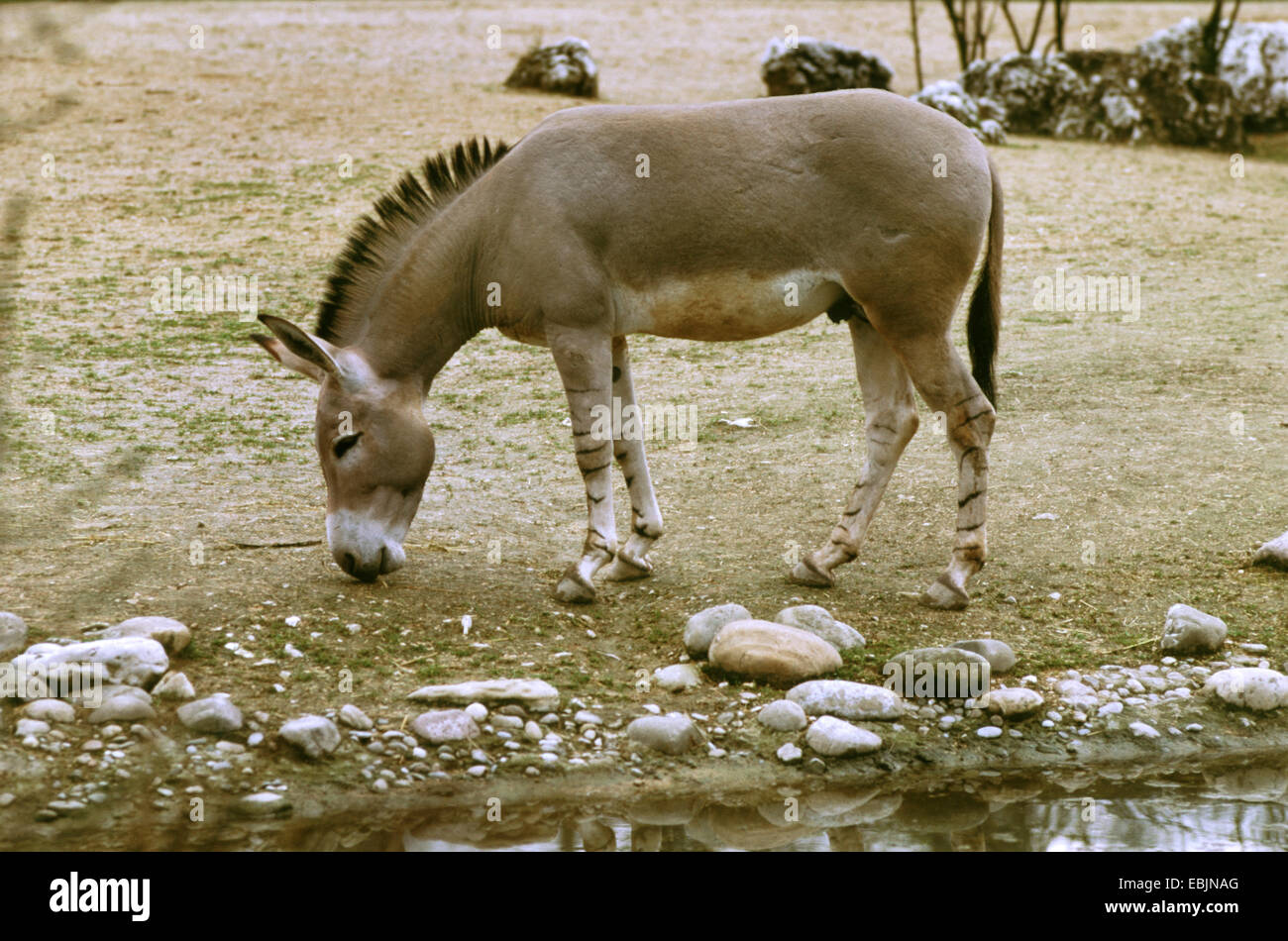 Somalische wilden Esel, afrikanischer wilder Esel (Equus Africanus Somalicus, Equus Asinus ...