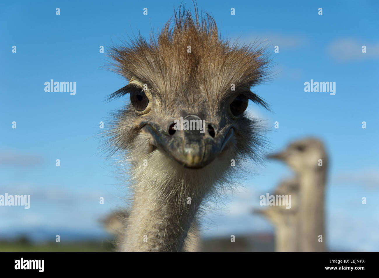Freundliche Tiere Stockfotos und -bilder Kaufen - Alamy