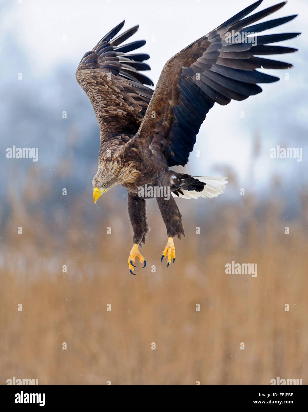 Boden ausgestreckt -Fotos und -Bildmaterial in hoher Auflösung – Alamy