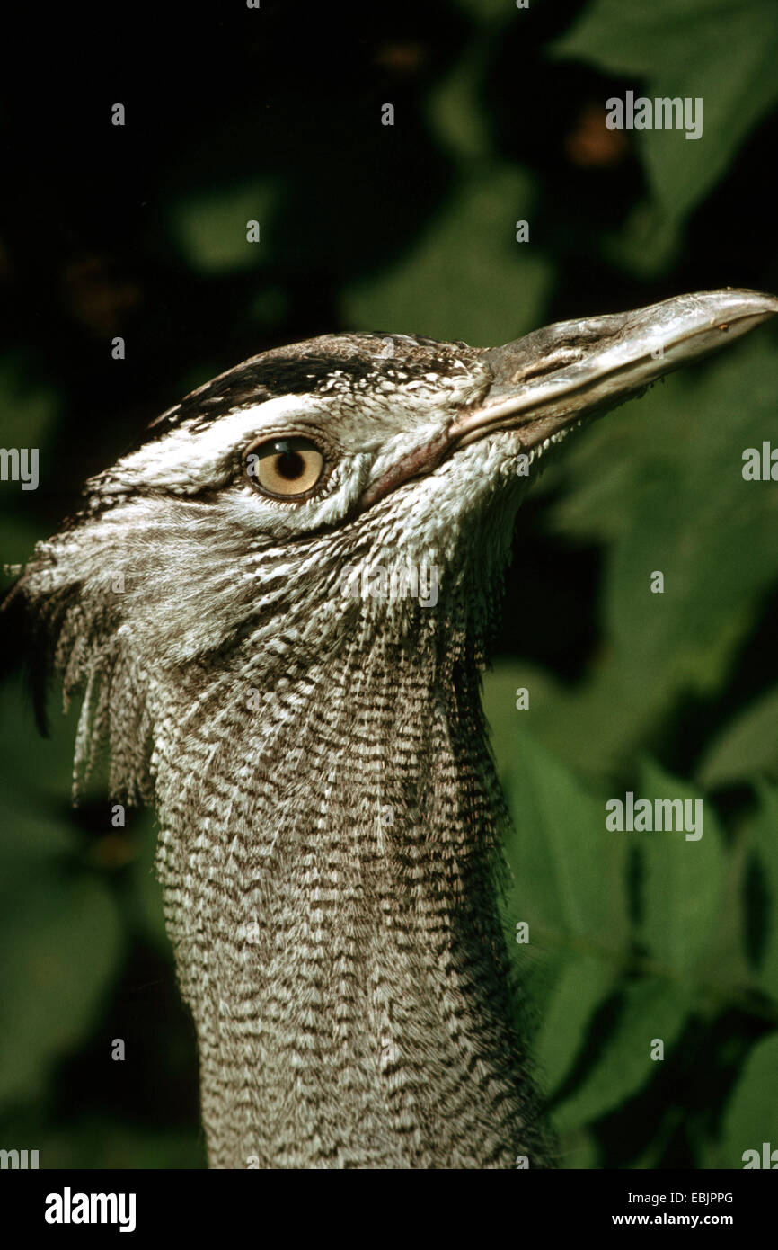 Kori Bustard (Ardeotis Kori), portrait Stockfotografie - Alamy