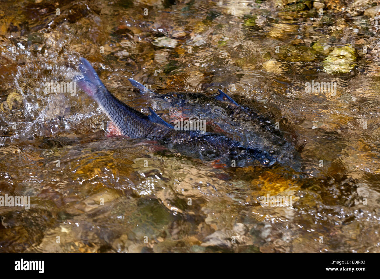 Wasseroberfläche fisch deutschland -Fotos und -Bildmaterial in hoher ...
