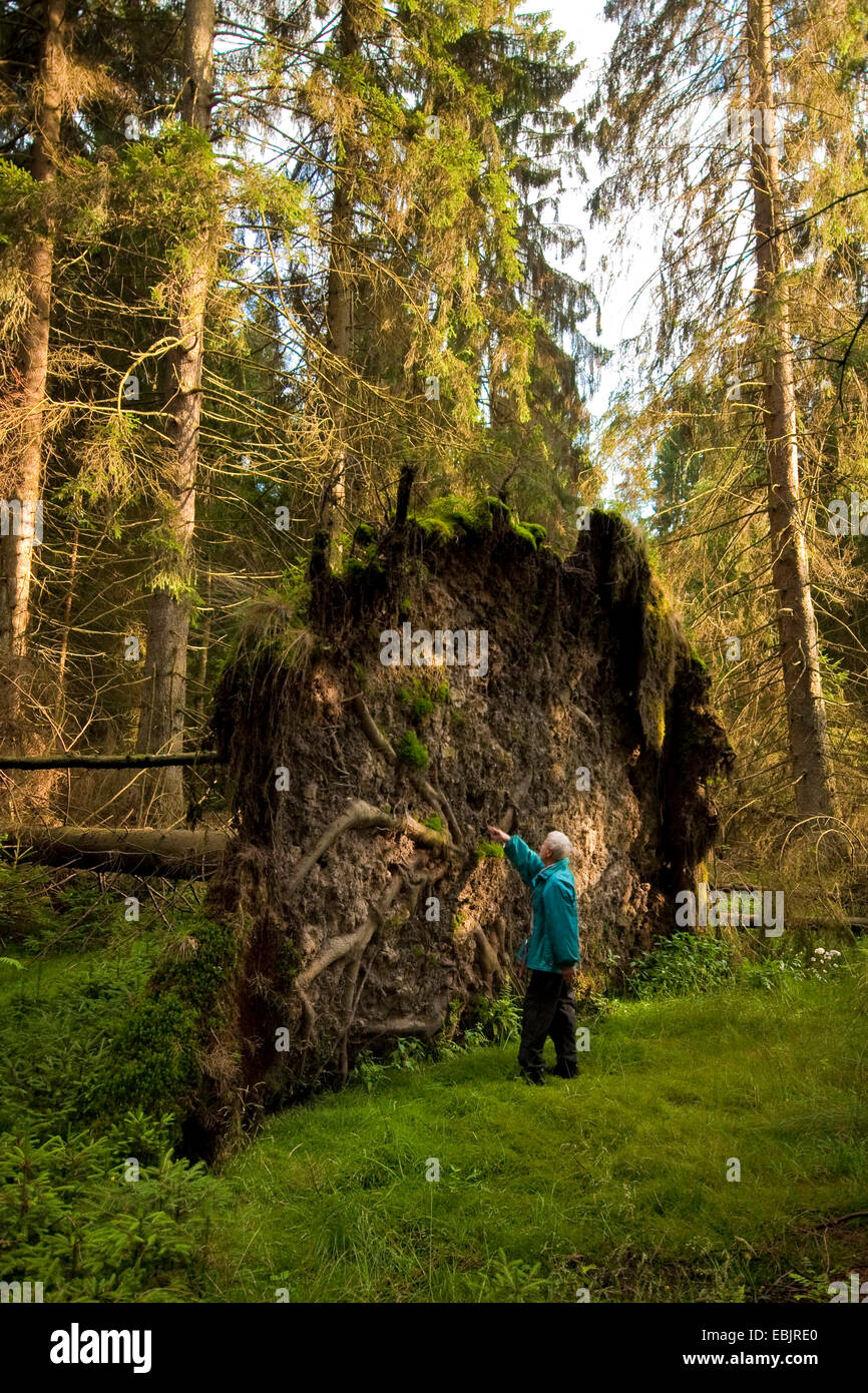 Norway Spruce Picea Abies Roots Stockfotos und -bilder Kaufen - Alamy