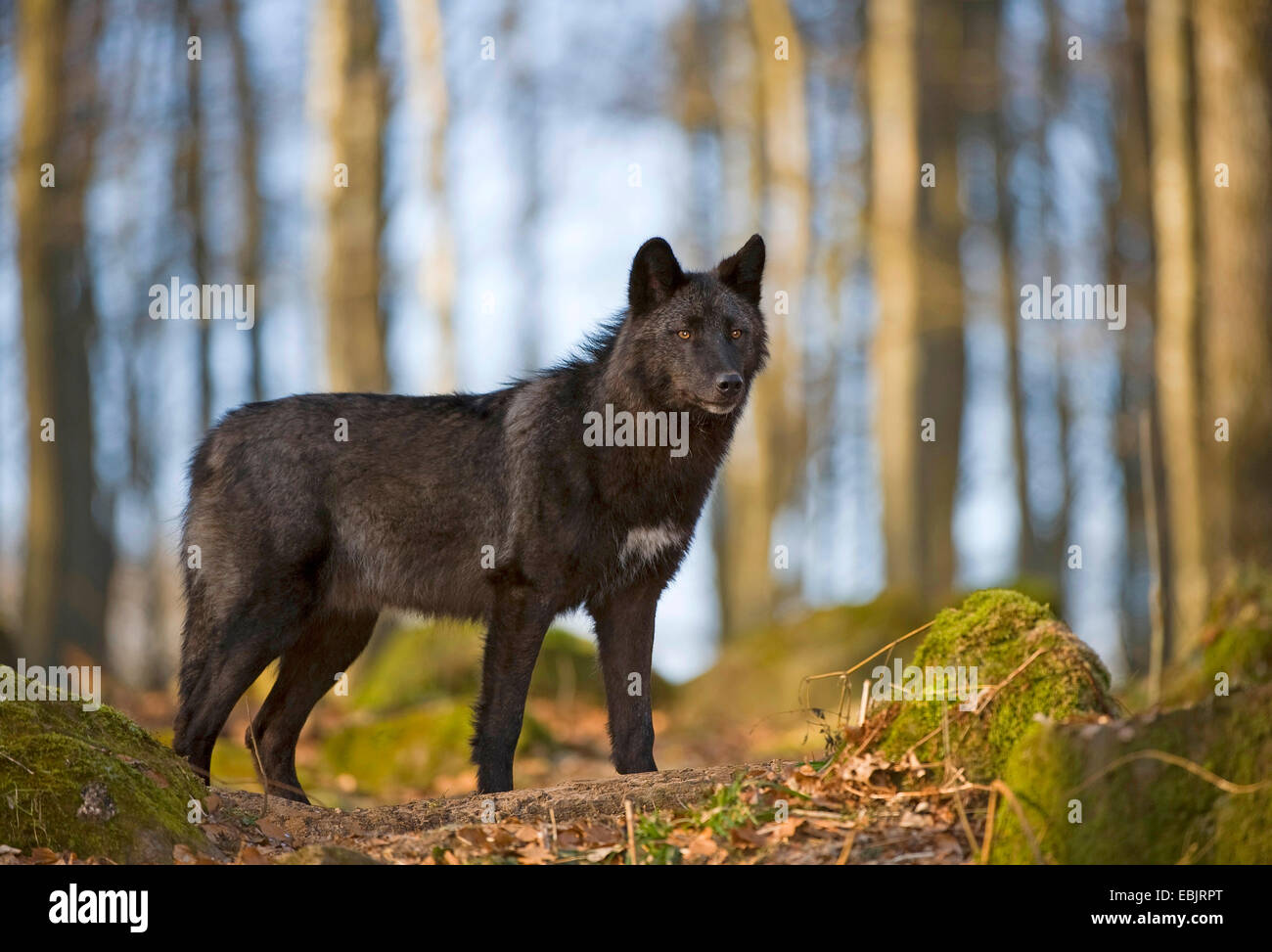 Wild timber wolf standing in -Fotos und -Bildmaterial in hoher ...