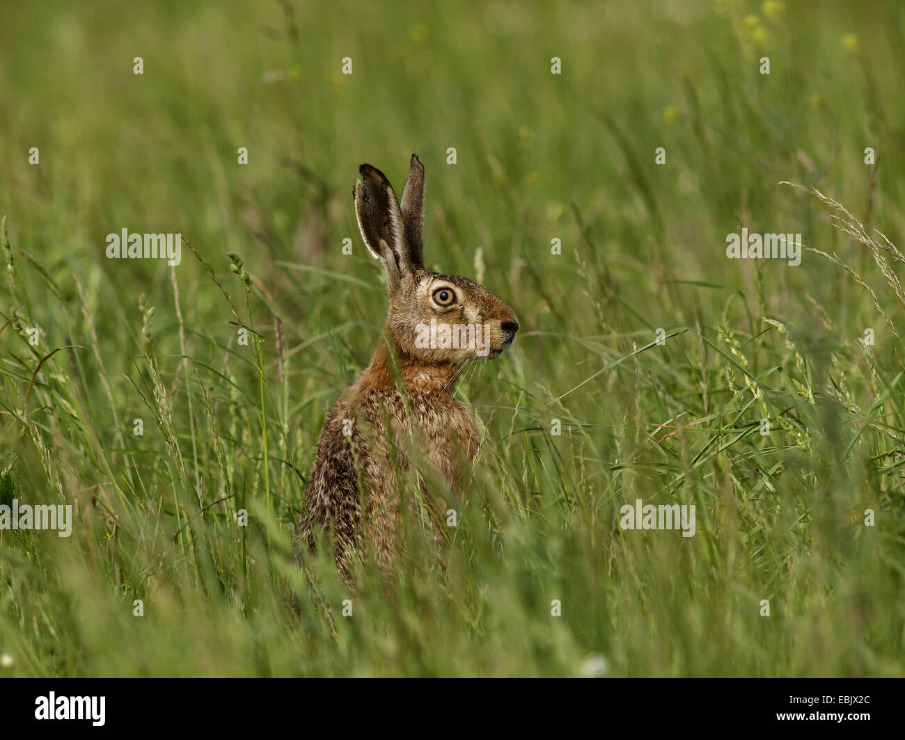 Hase sitzt auf einer wiese -Fotos und -Bildmaterial in hoher Auflösung ...