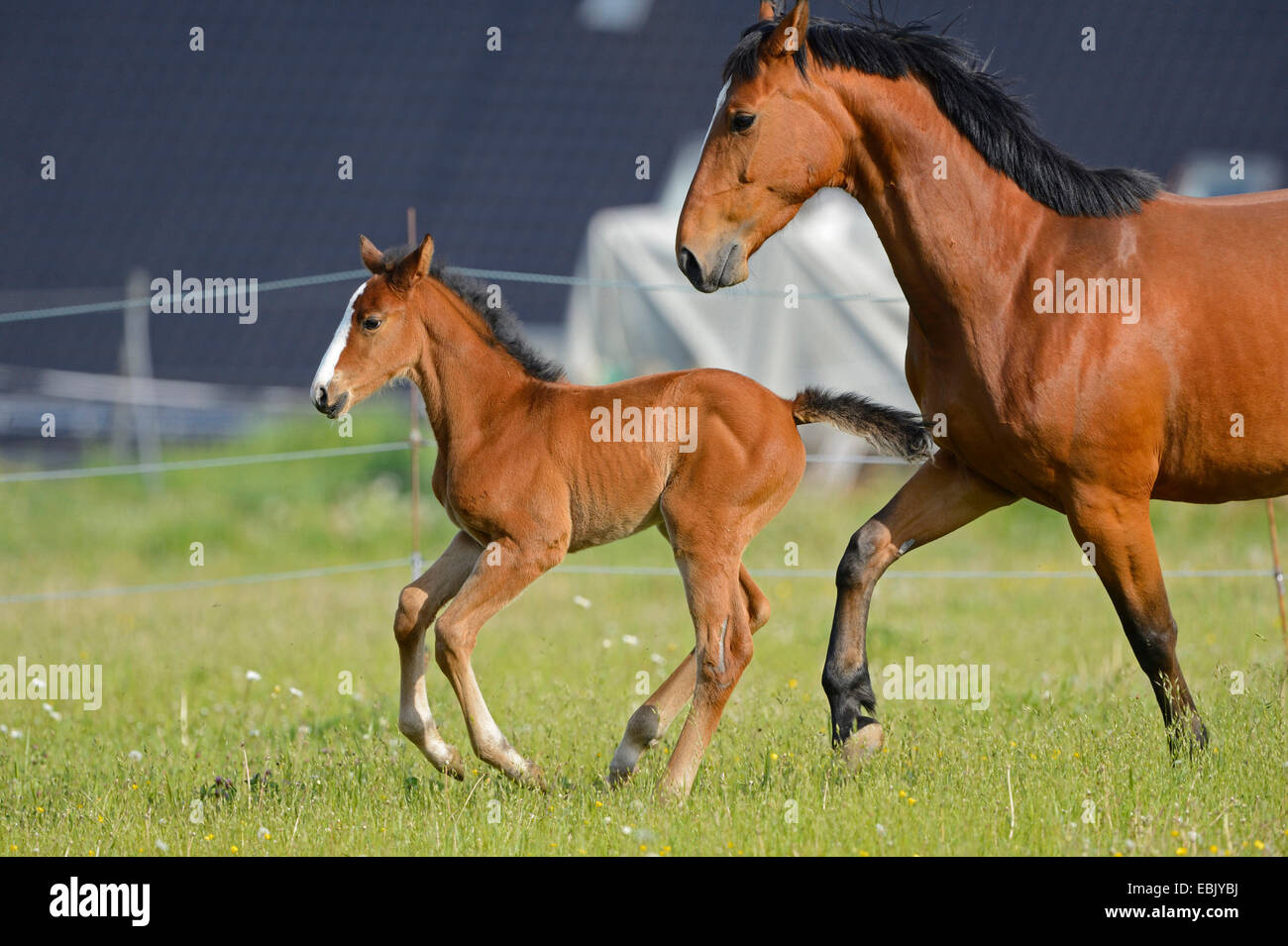 Stuten mit fohlen auf einer wiese -Fotos und -Bildmaterial in hoher ...