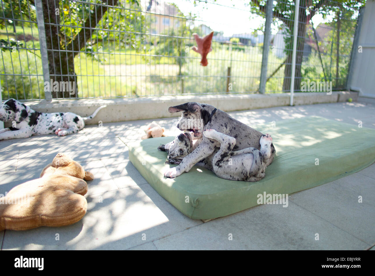 Deutsche Dogge (Canis Lupus F. Familiaris), rauften sich zusammen in ...