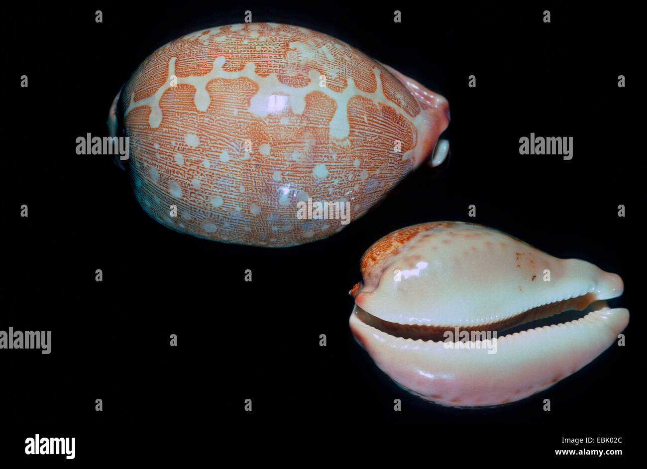 Kauri (Mauritia Mappa, Cypraea Mappa) Karte Stockfotografie - Alamy