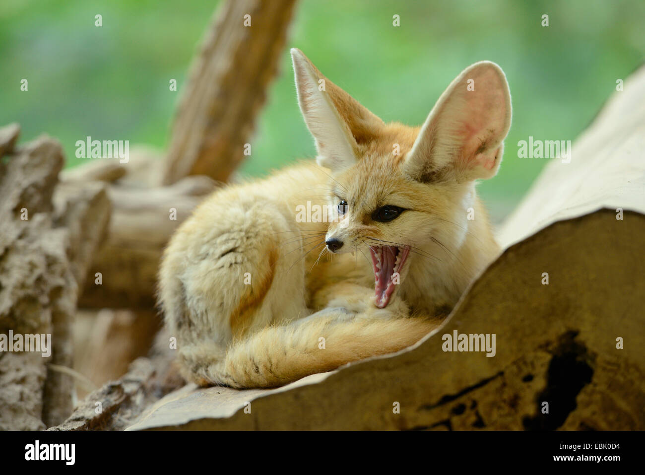 Fennec Fuchs (Fennecus Zerda, Vulpes Zerda), Gähnen Stockfotografie - Alamy