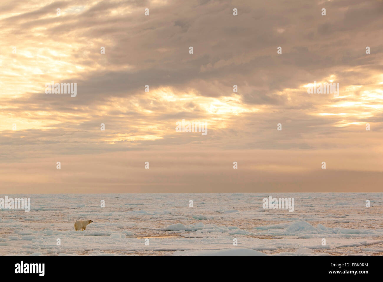 Eisbär (Ursus Maritimus), Wandern auf Packeis, Norwegen, Svalbard ...