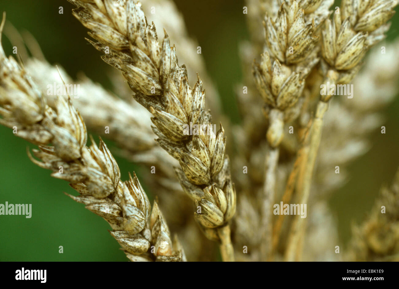 Brotweizen, kultivierte Weizen (Triticum Aestivum), schwarzer Schimmel ...