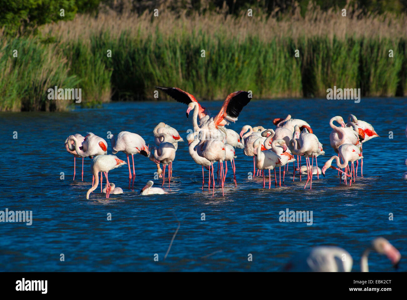 Flamingo (Phoenicopteriformes, Phoenicopteridae), Camargue, Frankreich ...