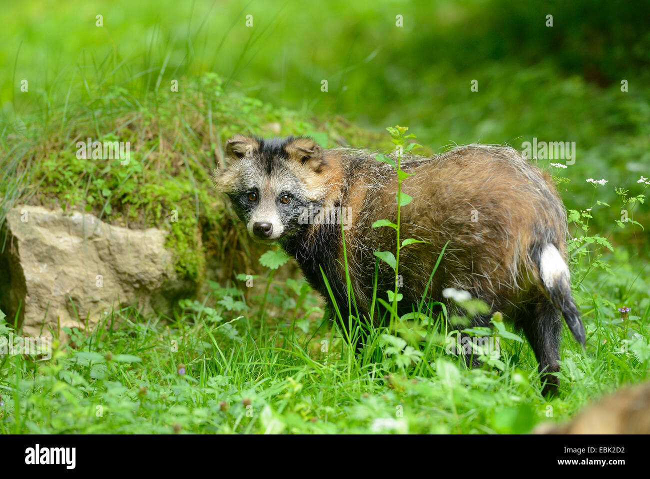 Marderhund (Nyctereutes Procyonoides), stehend auf einer Lichtung ...