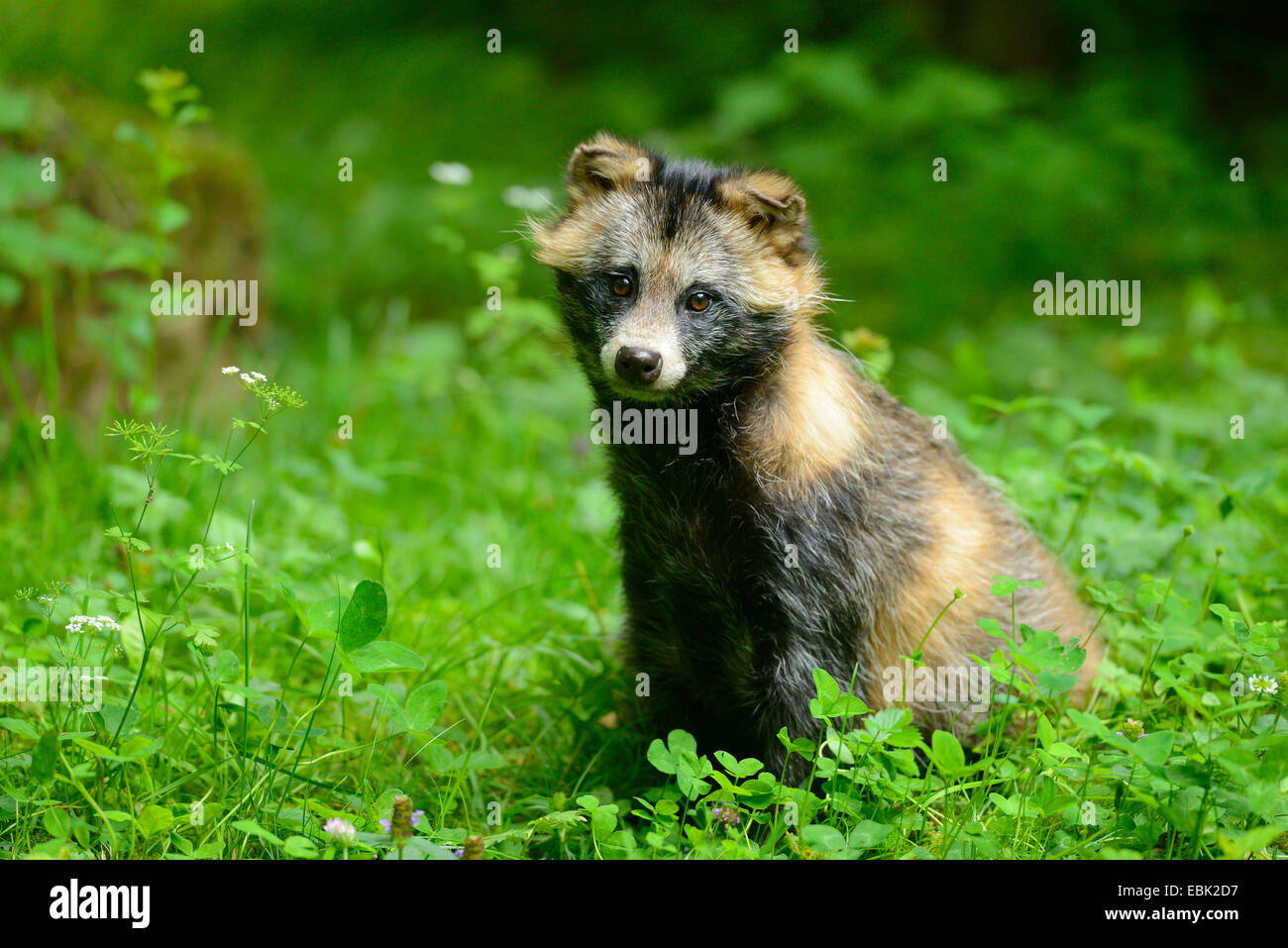 Marderhund (Nyctereutes Procyonoides), sitzen auf einer Lichtung ...