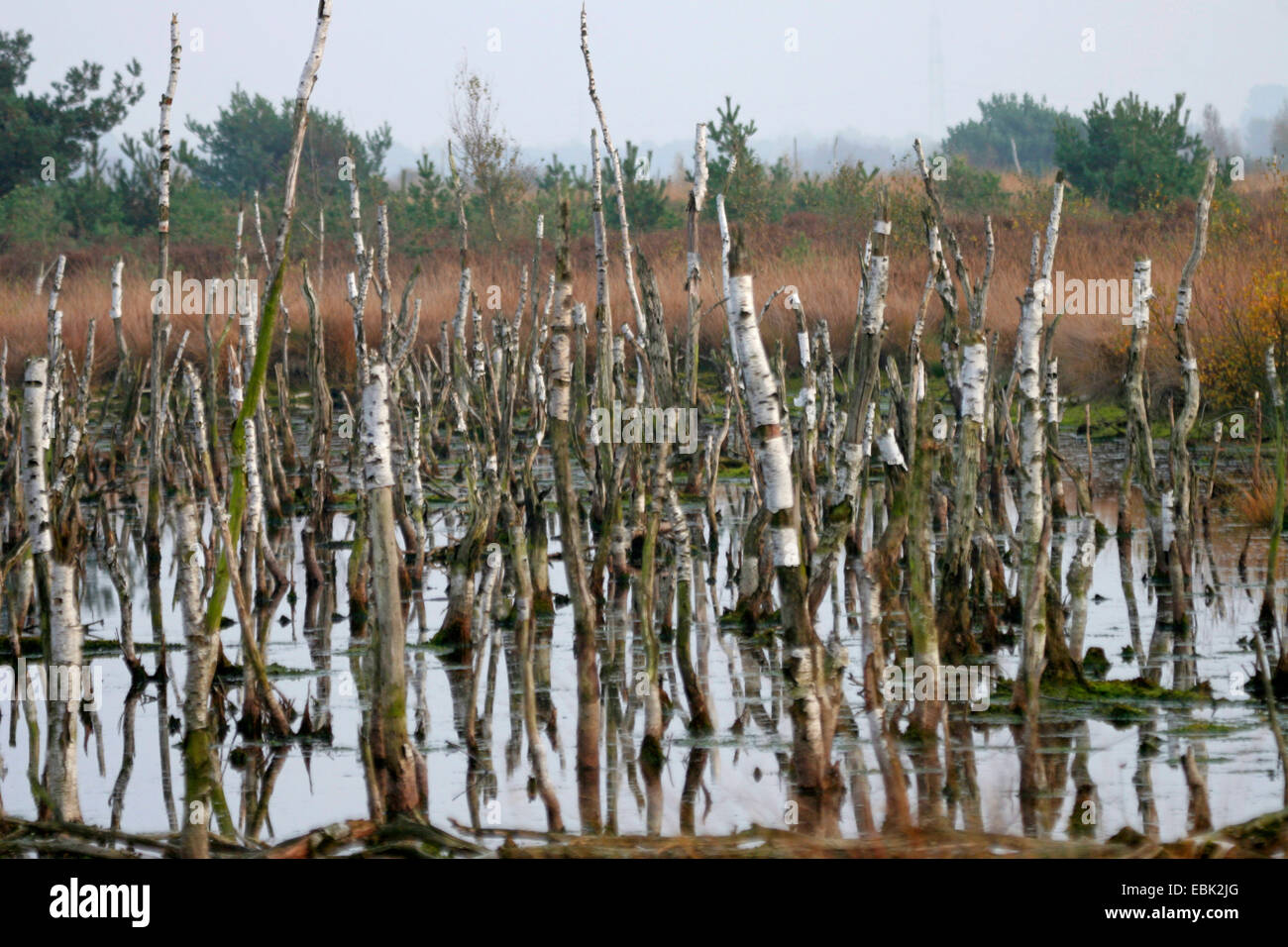 Toten Birken im Moor, Deutschland Stockfotografie - Alamy