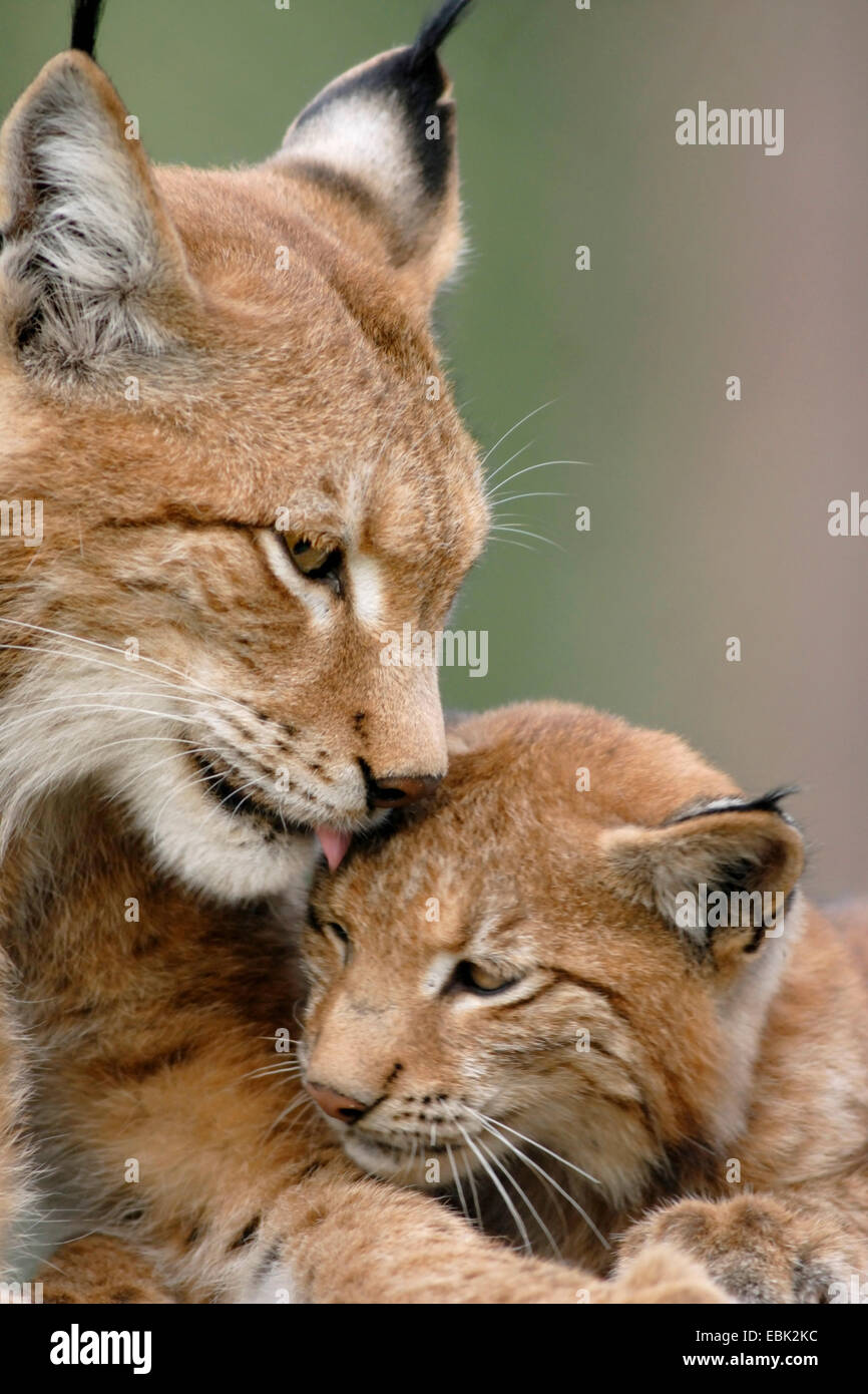 Luchs mutter mit baby schlecken -Fotos und -Bildmaterial in hoher ...