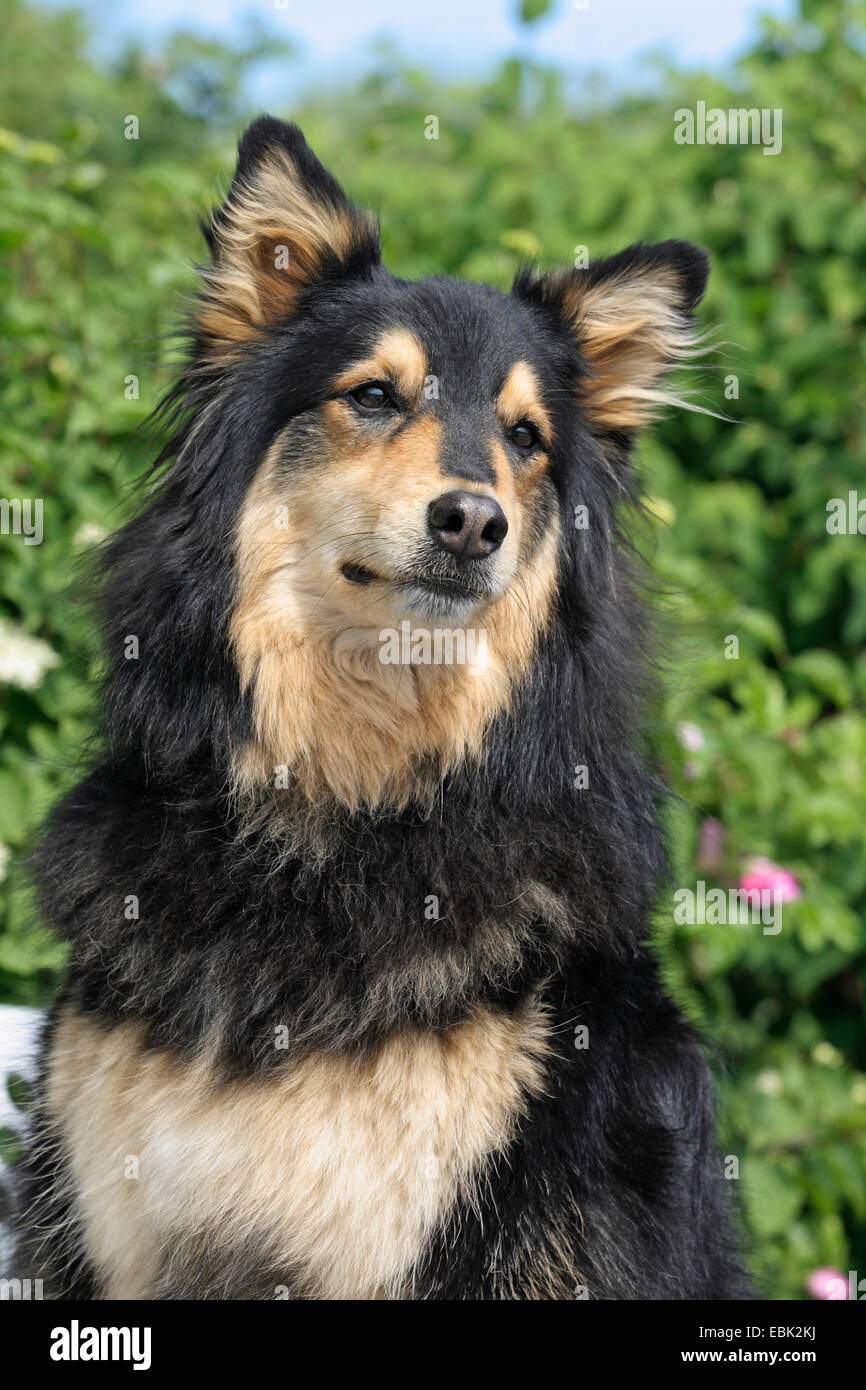 Harzer Fuchs, Harzer Fox (Canis Lupus F. Familiaris), Blick nach vorne ...