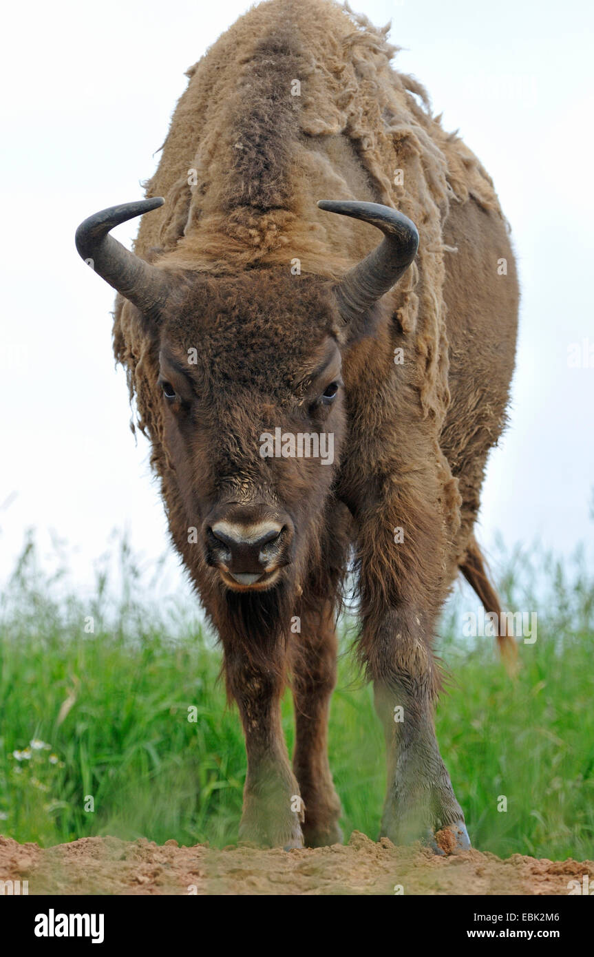 Europäische Bison, Wisent (Bison Bonasus), auf Wiese stehend ...