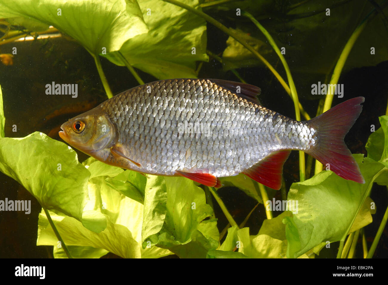 Scardinius erythrophthalmus fisch -Fotos und -Bildmaterial in hoher ...