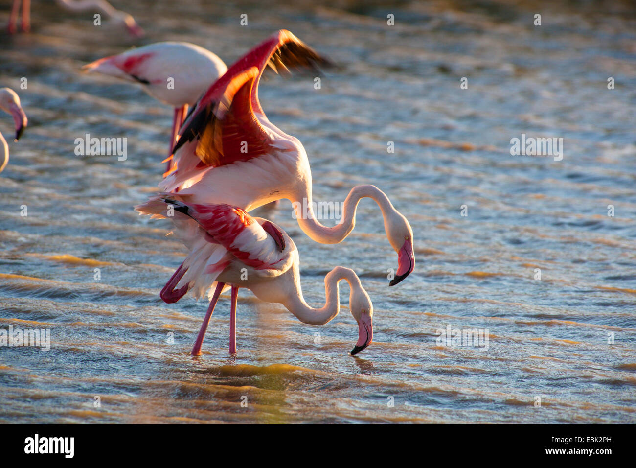 Flamingo (Phoenicopteriformes, Phoenicopteridae), Camargue, Frankreich ...