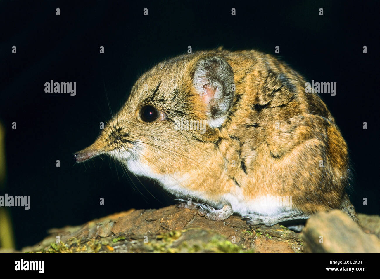 Kurzohr elefanten spitzmaus -Fotos und -Bildmaterial in hoher Auflösung ...