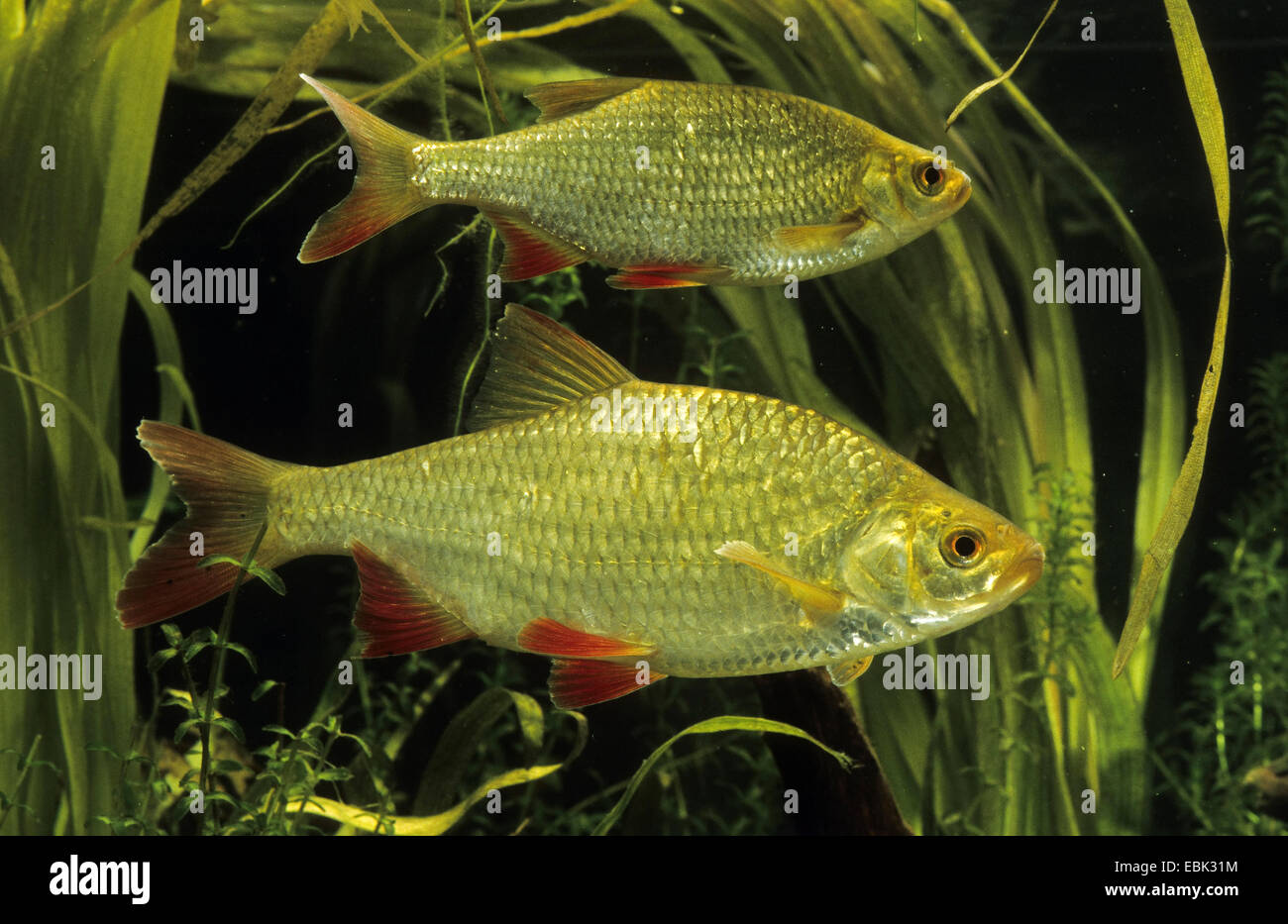 Scardinius erythrophthalmus fisch -Fotos und -Bildmaterial in hoher ...