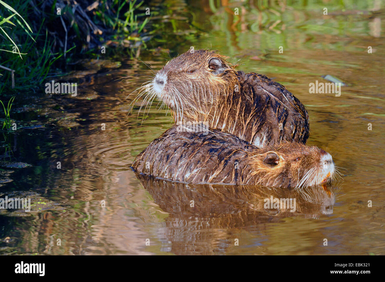 Wunderbar Biber Oder Nutria Bilder