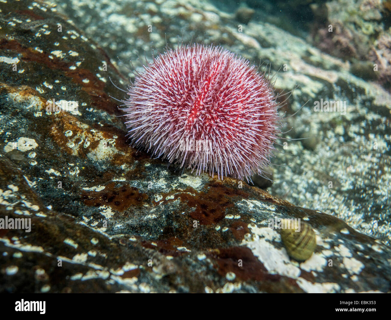Wilder seeigel -Fotos und -Bildmaterial in hoher Auflösung – Alamy