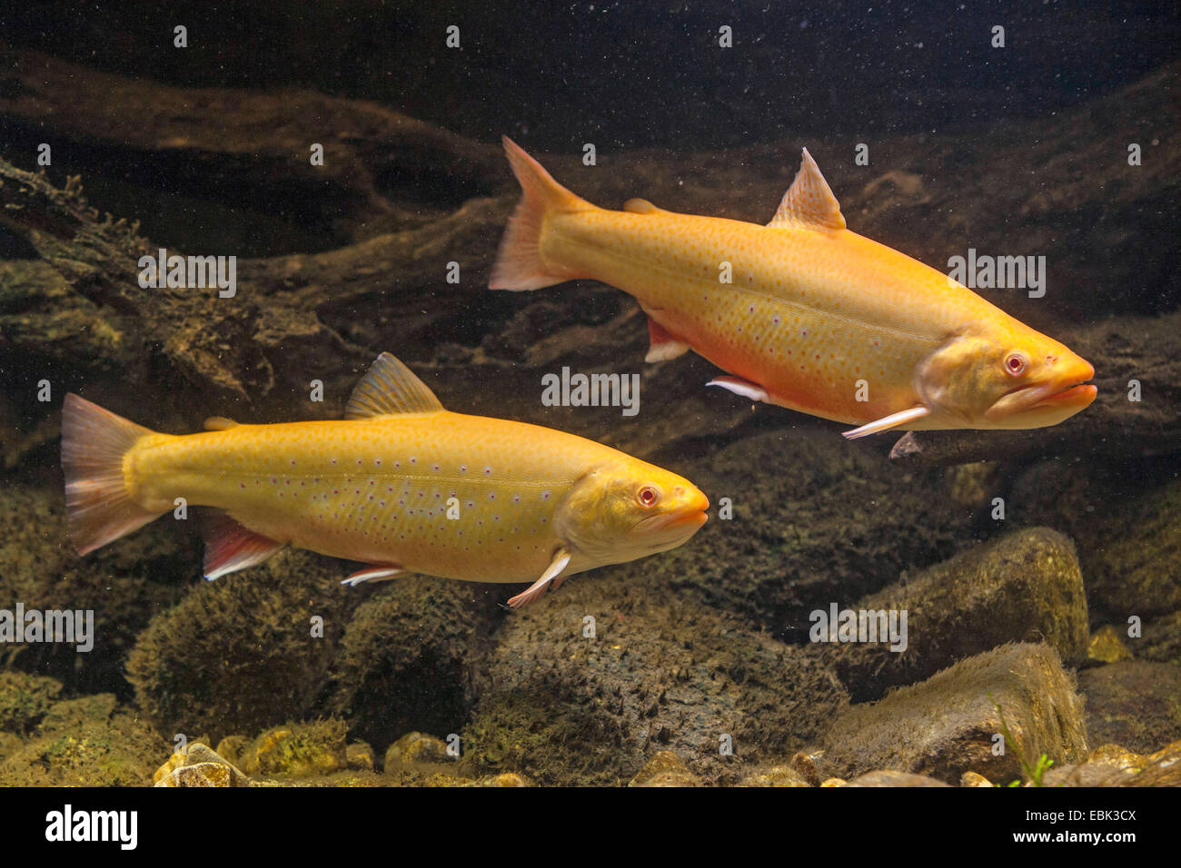 Bach charr -Fotos und -Bildmaterial in hoher Auflösung – Alamy