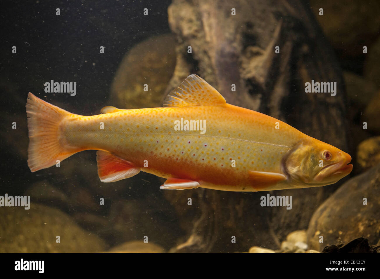 Bach charr -Fotos und -Bildmaterial in hoher Auflösung – Alamy