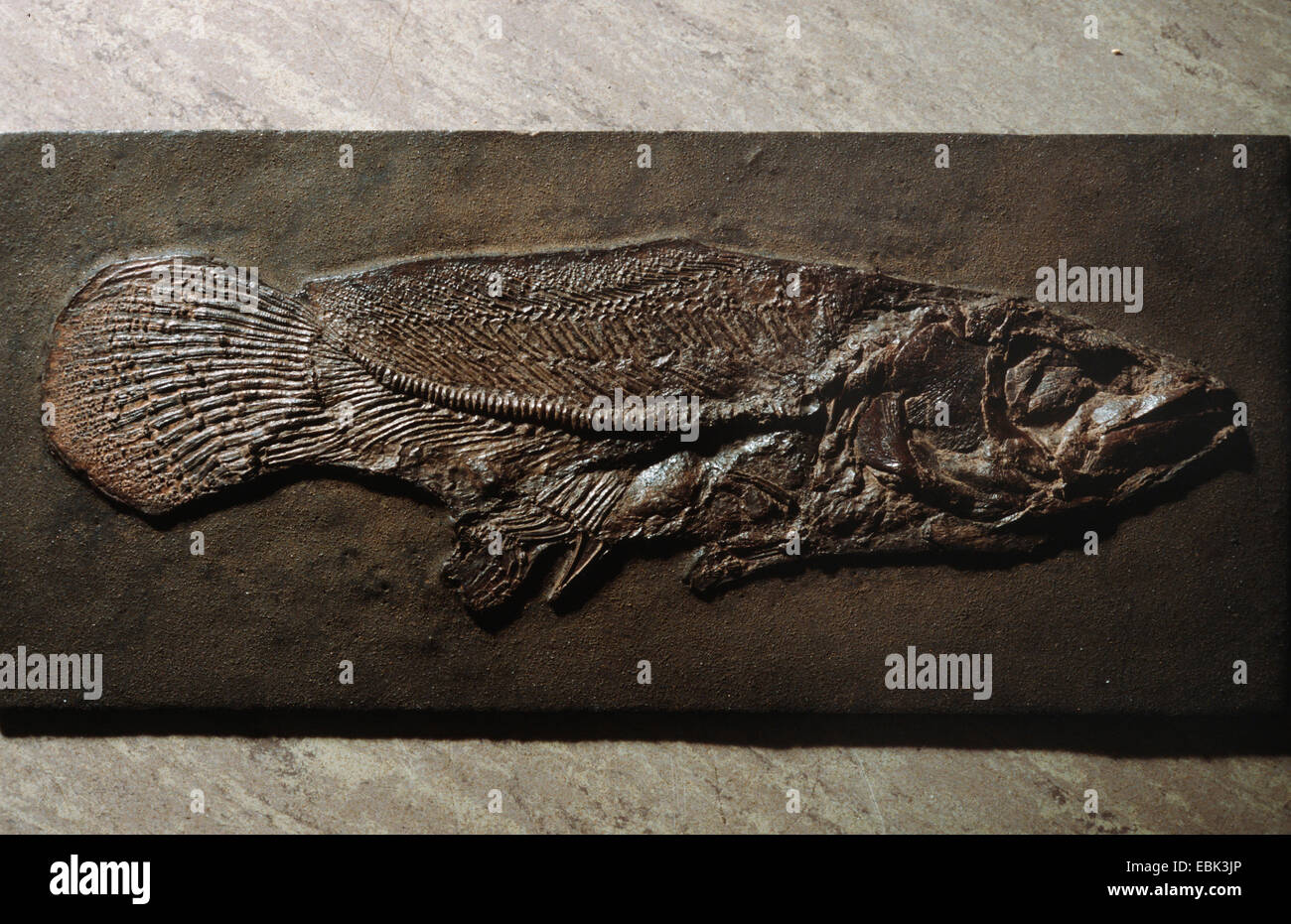 Messel pit -Fotos und -Bildmaterial in hoher Auflösung – Alamy