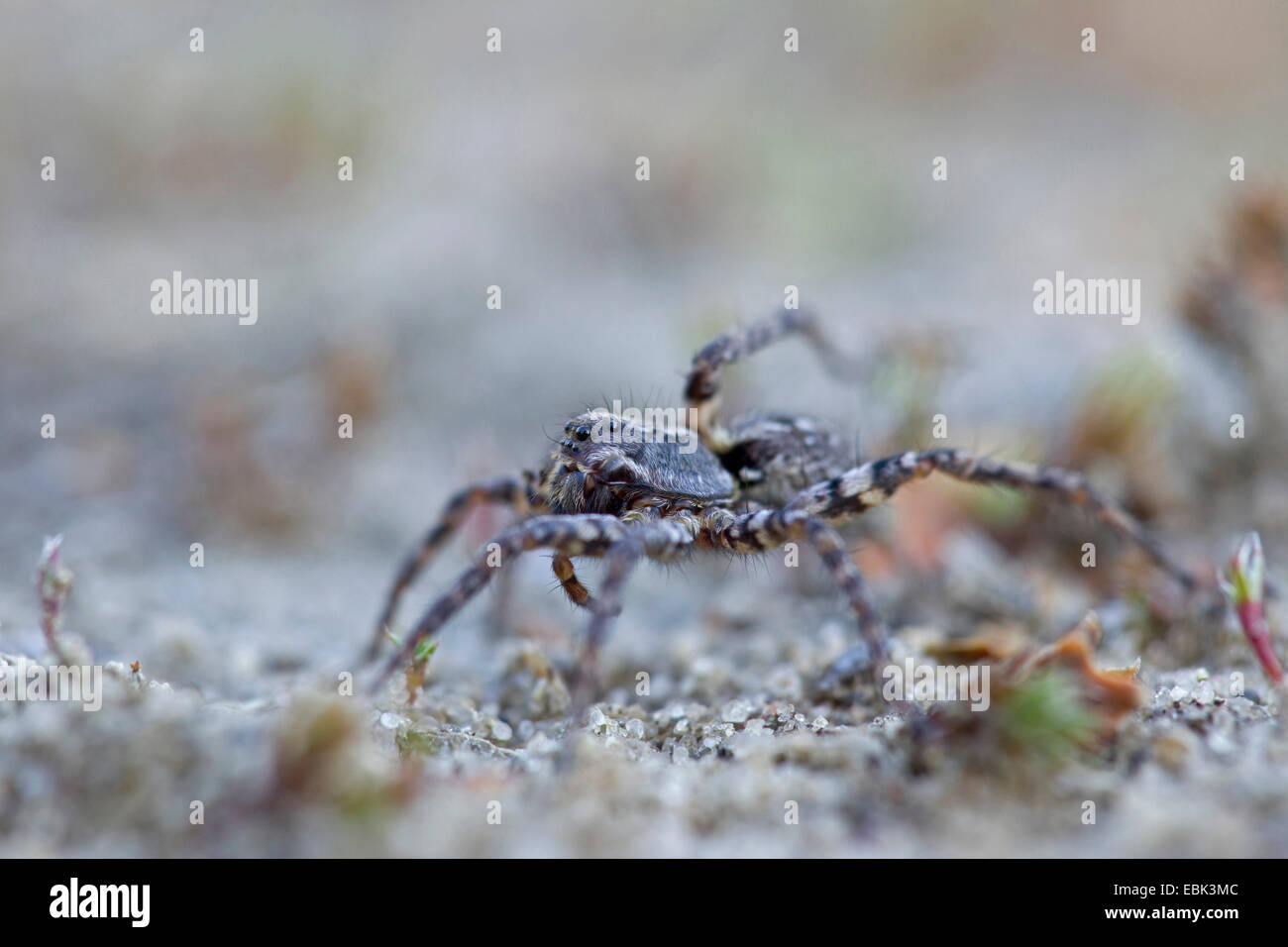 Bodenspinnen lycosidae -Fotos und -Bildmaterial in hoher Auflösung – Alamy