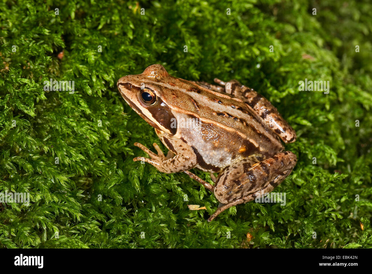 Moor-Frosch (Rana Arvalis), sitzen auf Moos, Deutschland ...