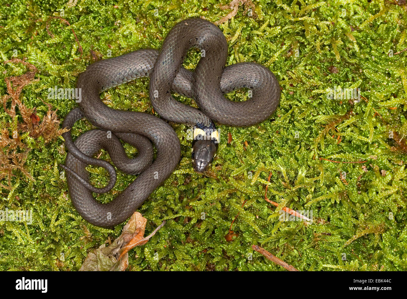 Ringelnatter (Natrix Natrix), liegend auf Moos, Deutschland ...