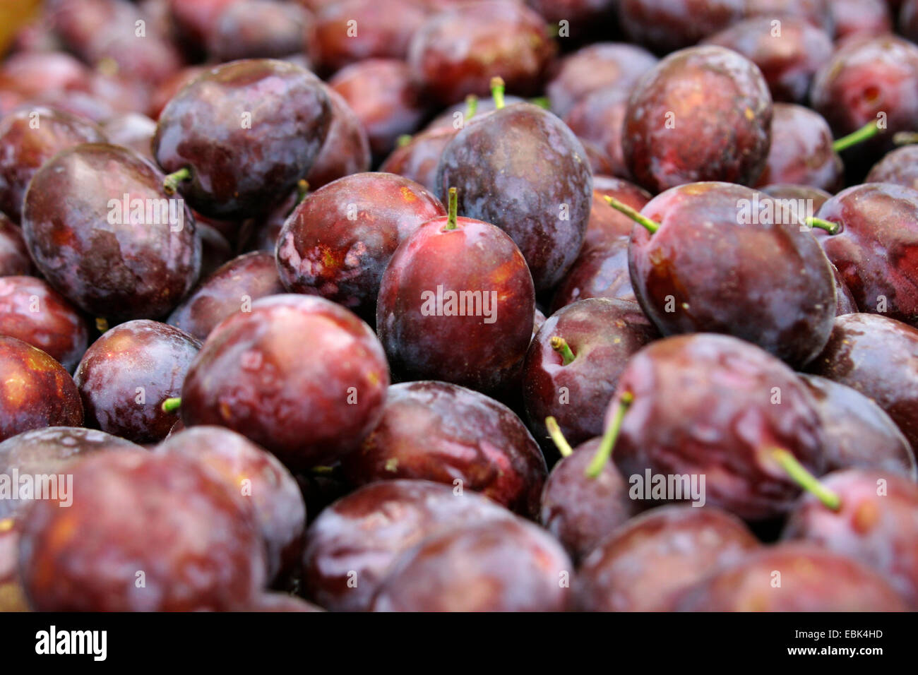 Pflaume (Prunus Domestica), viele Pflaumen, Deutschland Stockfotografie ...