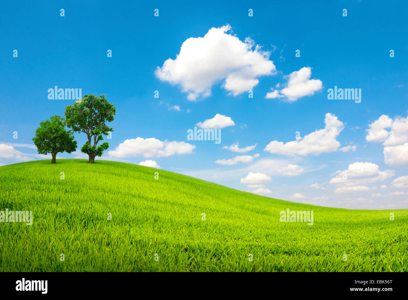 Feld mit baum -Fotos und -Bildmaterial in hoher Auflösung – Alamy