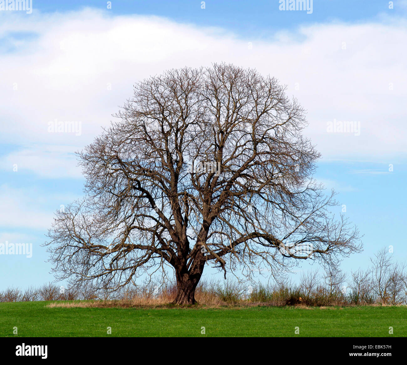 Linde, Linden, Linde (Tilia spec.), blattlose alte Baum, Oberbayern ...