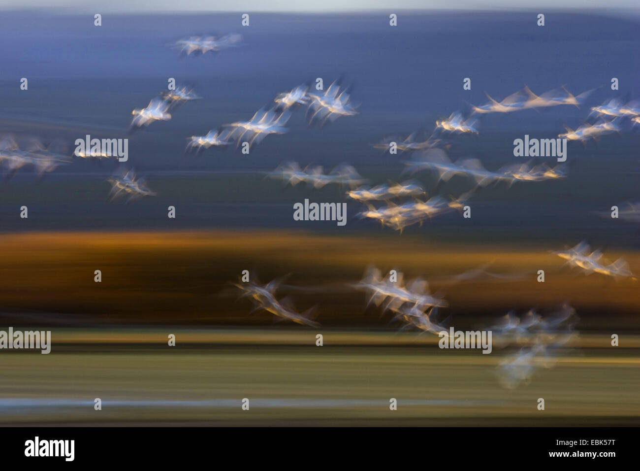 Schneegans (Anser Caerulescens Atlanticus, Chen Caerulescens Atlanticus ...