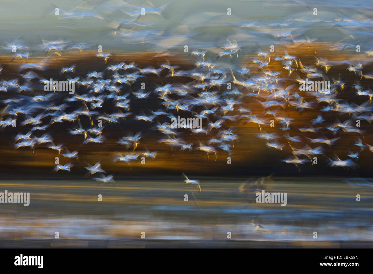 Schneegans (Anser Caerulescens Atlanticus, Chen Caerulescens Atlanticus ...
