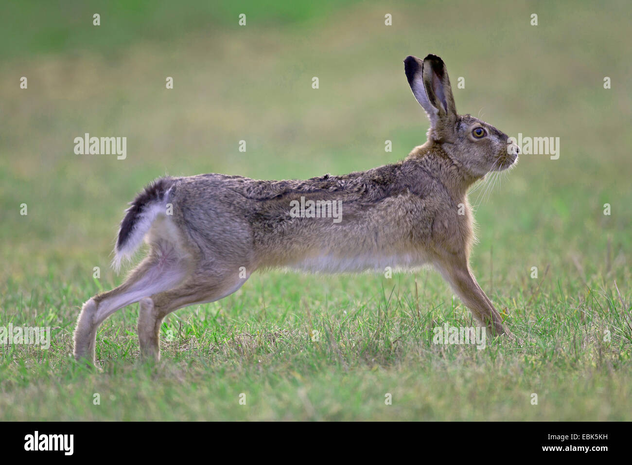 European hare lepus europaeus standing Stockfotos und -bilder Kaufen ...