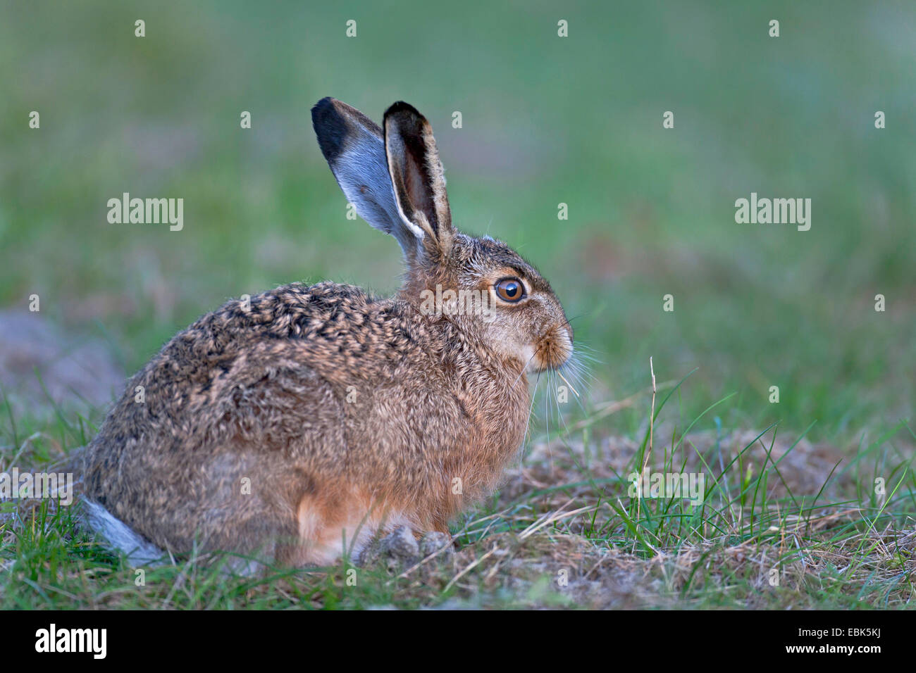 Feldhase, Feldhasen (Lepus Europaeus), Jungtier, sitzen auf einer Wiese ...