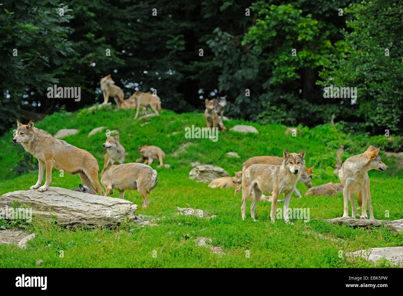 Timber Wolf (Canis Lupus LYKAON), Rudel von Wölfen in einer meadaow Stockfotografie - Alamy