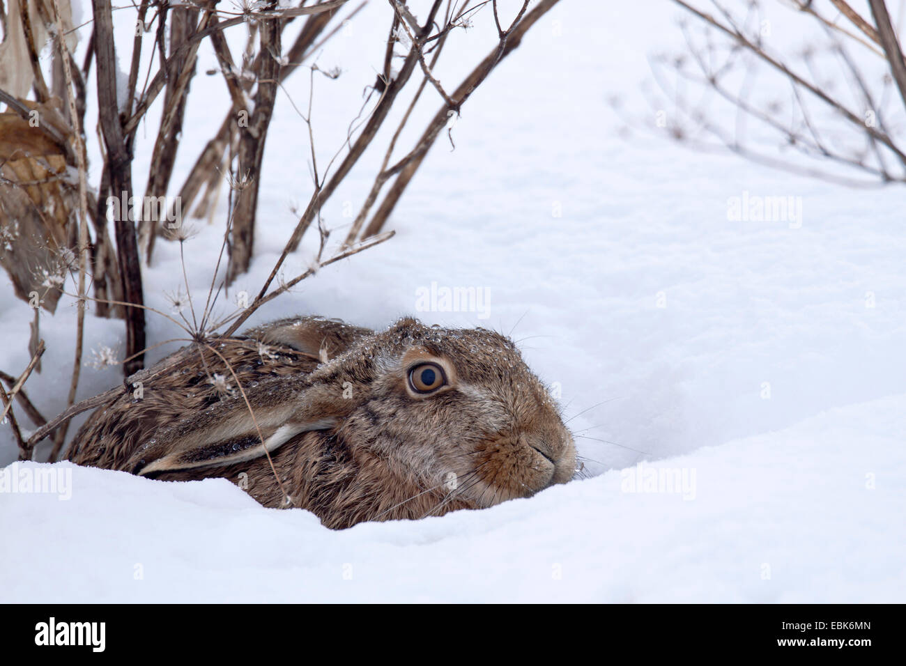 Feldhase, Feldhasen (Lepus Europaeus), liegen im Schnee mit ...