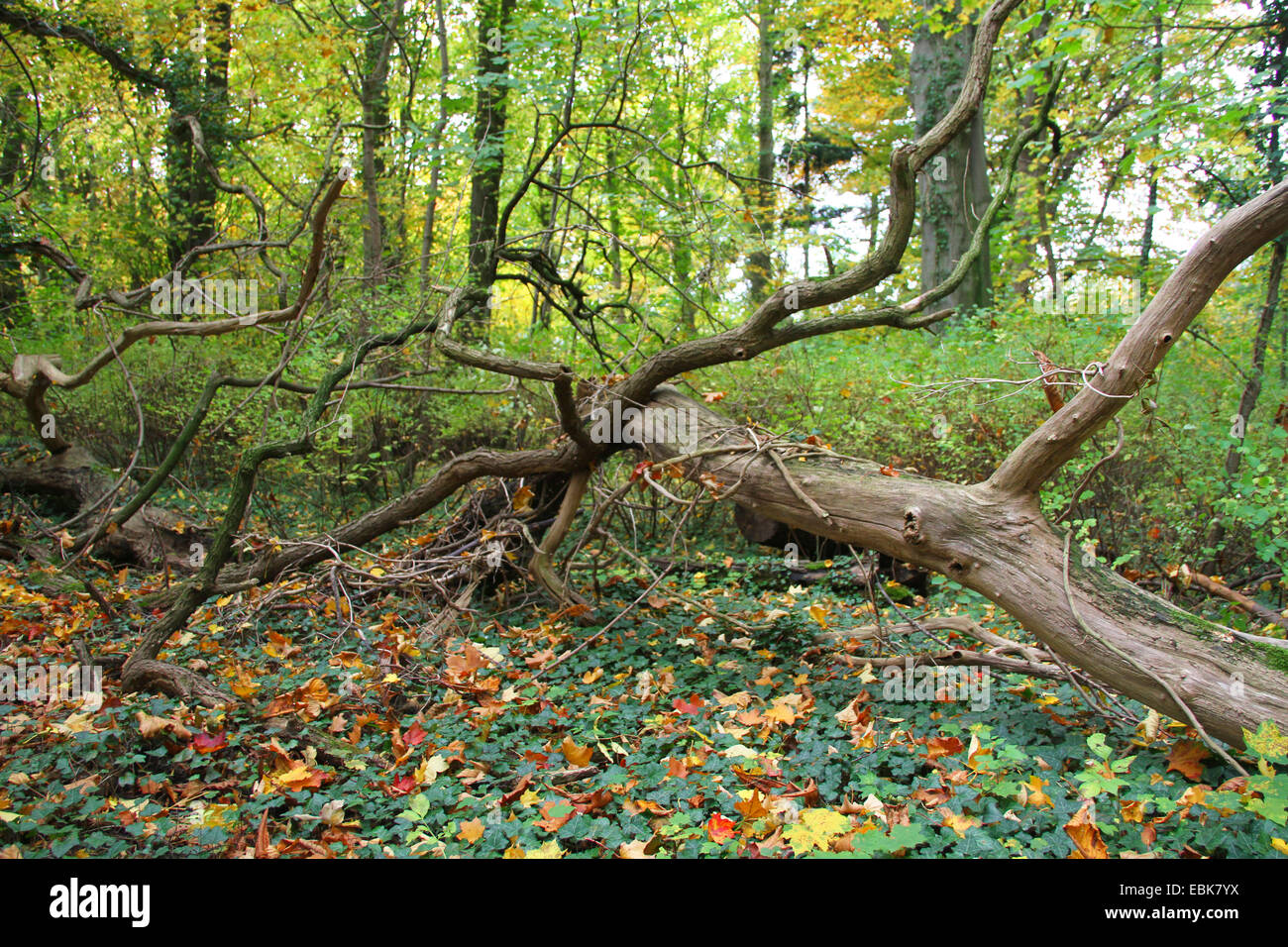 toter Baum in einem Wald, Deutschland, North Rhine-Westphalia, Aprath ...